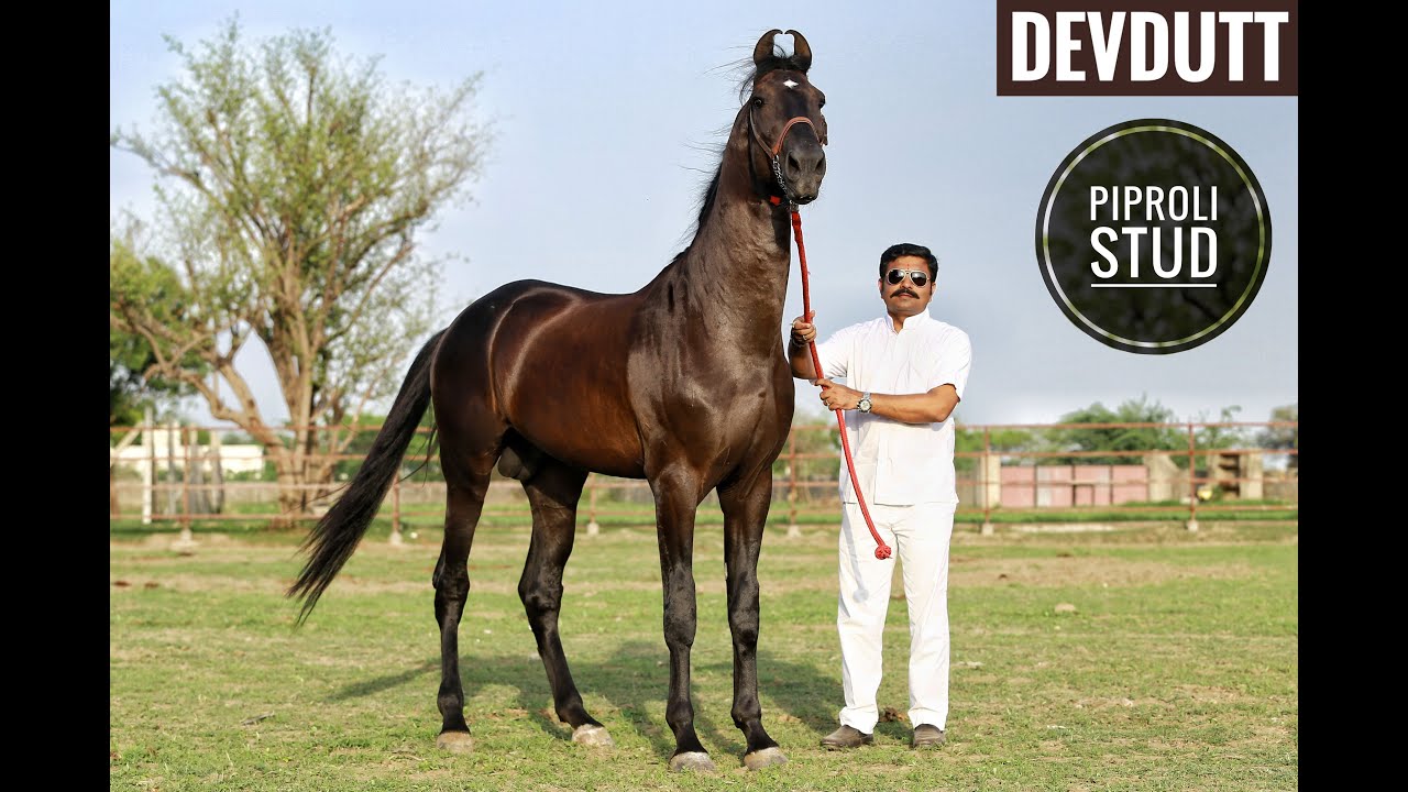 The Incredible Marwari Horse- Devdutt | 68 Inches+ | Devli Line | Piproli Stud Farm | - YouTube