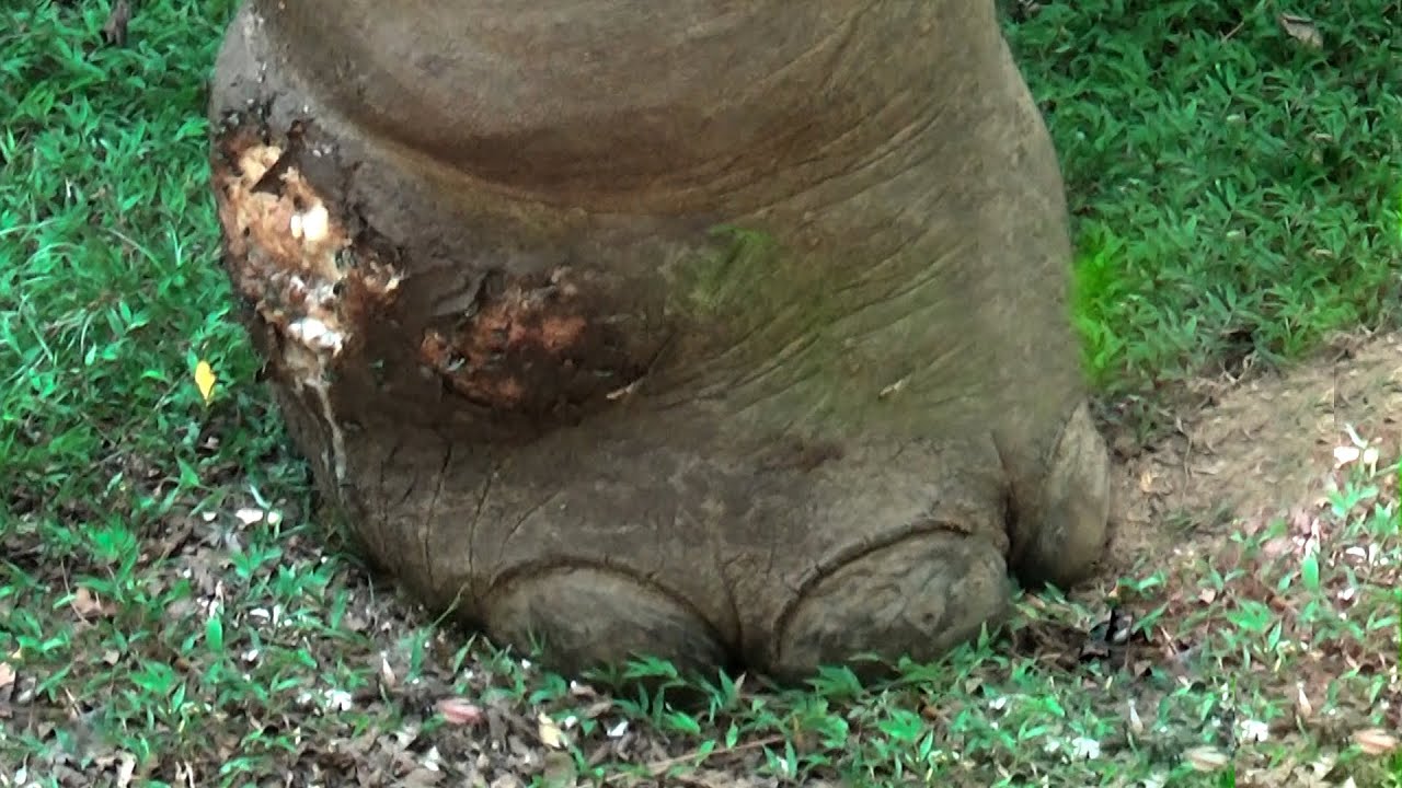 Game Changing Treatment for Injured Elephant's Leg - YouTube