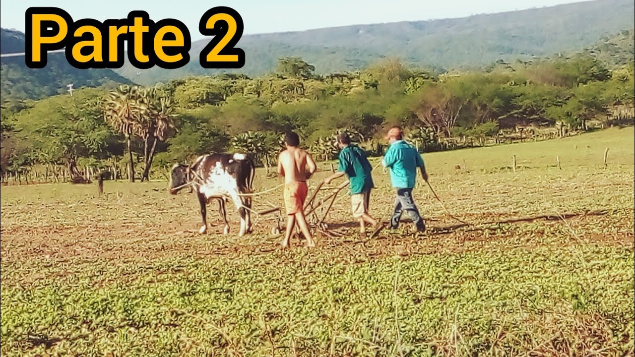 #02 Domando meu Boi🐂🐃 - YouTube