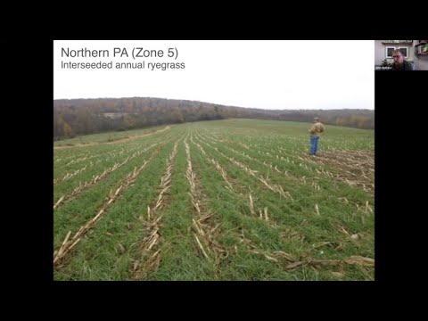 Interseeding Covers: Weed Management Considerations in Narrow- and Wide ...