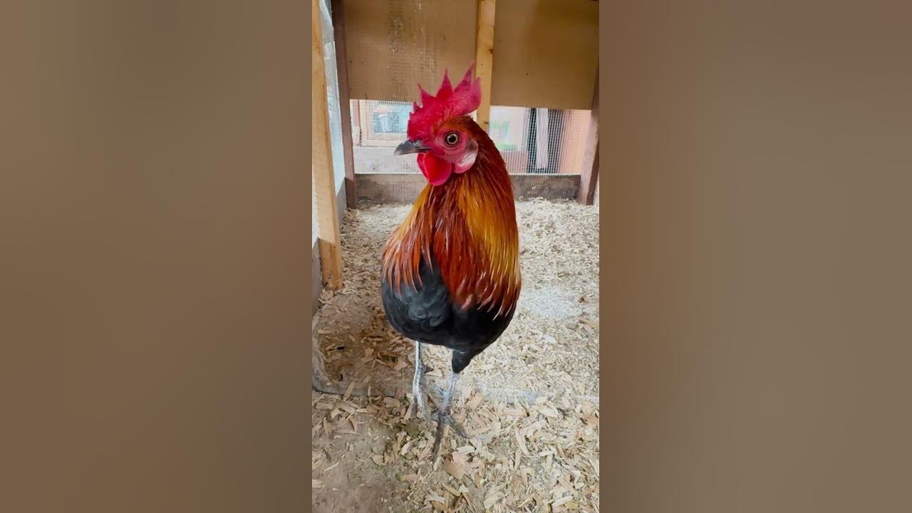red jungle fowl, qaib dib qaib qus #108 #Huajvamthojchannel - YouTube