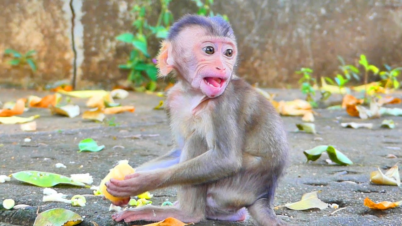 Looking so cute with little monkey JESSY learning to eat after mommy ...