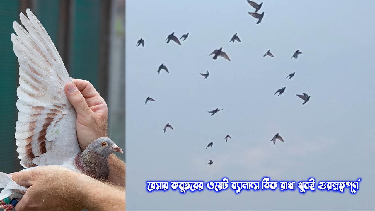 রেসার কবুতরের ওয়েট ব্যালান্স ঠিক রাখা খুবই গুরুত্বপূর্ণ। racing pigeon ...
