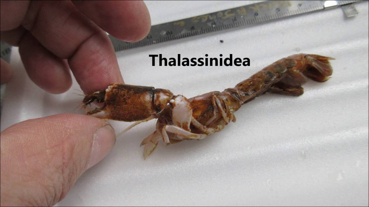 Nova Scotia Mud Lobster: Thalassinidea - YouTube