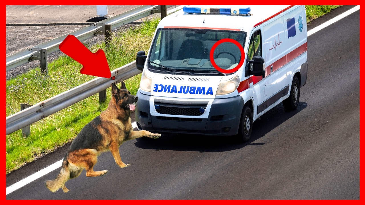 German Shepherd PREVENTS ambulance passage, and the reason will make ...