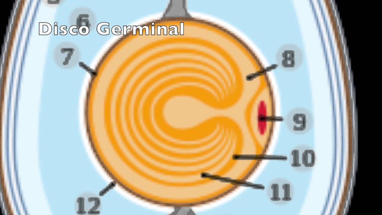 Fisiología de la formación del huevo - YouTube