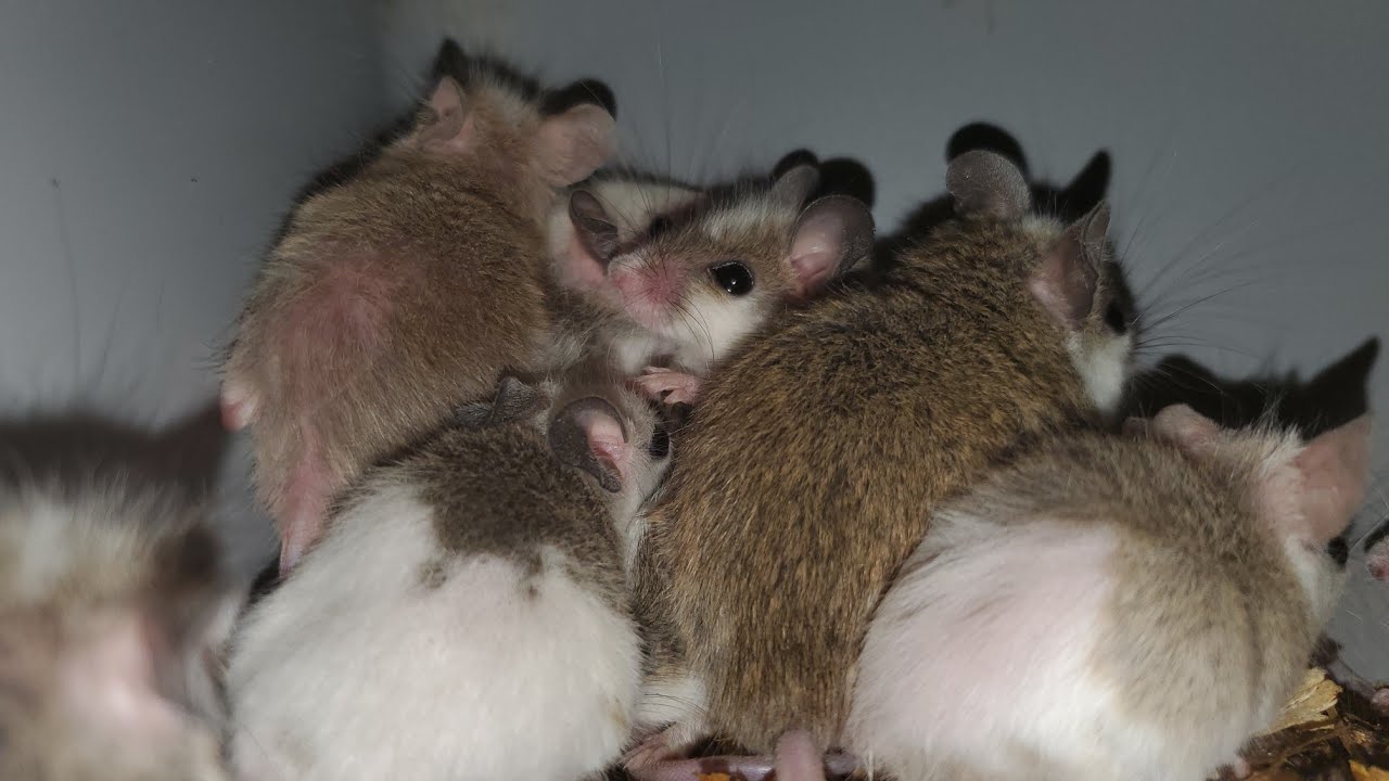 ASFs Vs. Rats Vs. Mice - YouTube