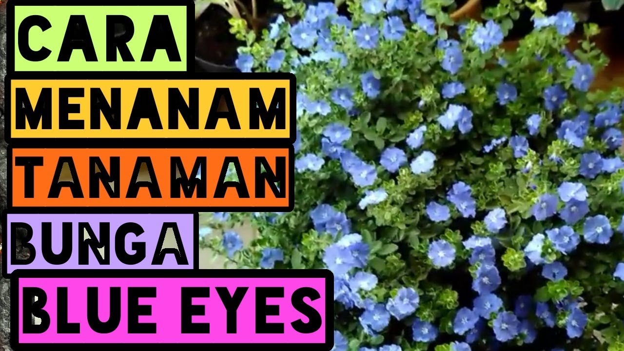 Cara menanam tanaman bunga blue eyes di rumah - YouTube