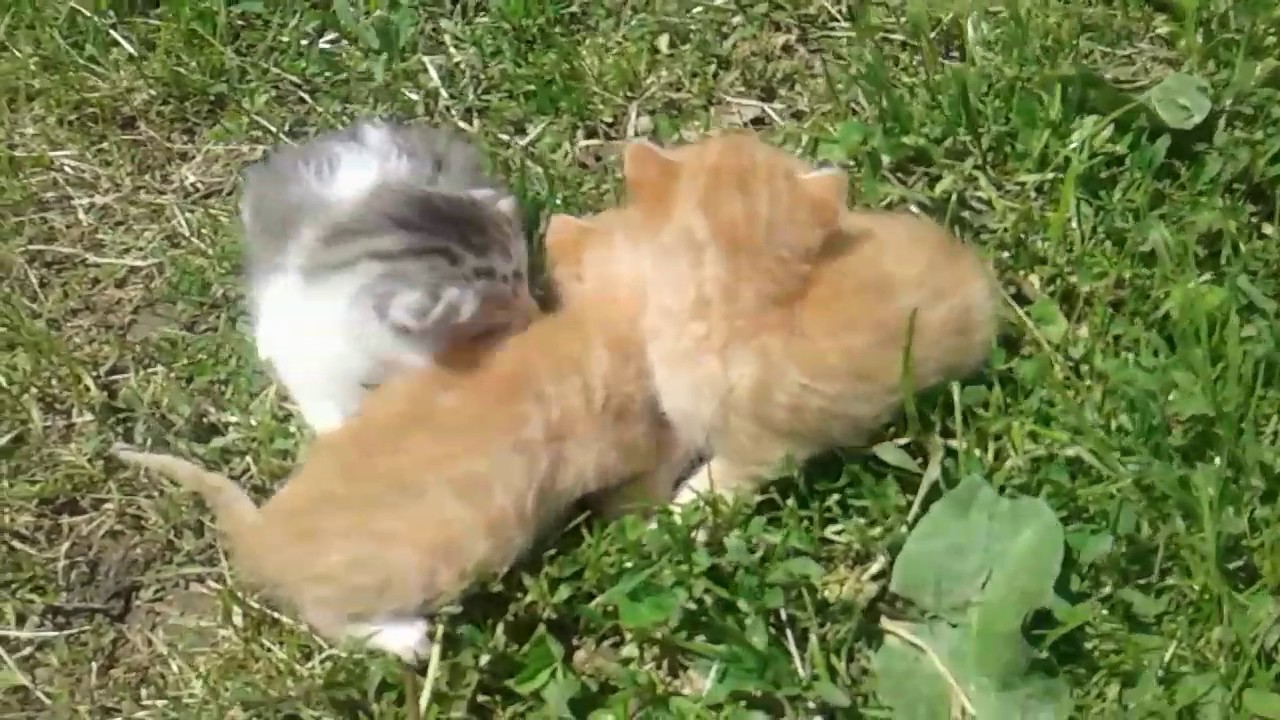 Macici / kittens - YouTube