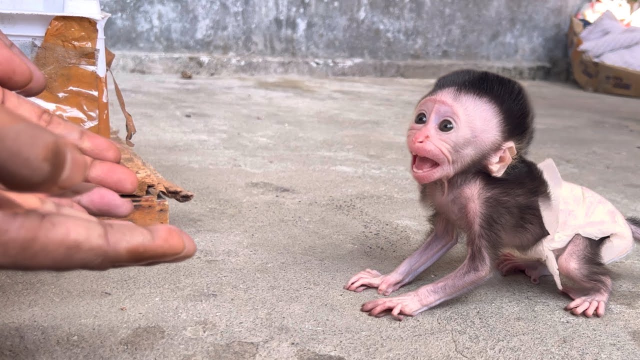 "She Thought She Was Being Left Again… Her Tiny Heart Couldn’t Bear It ...