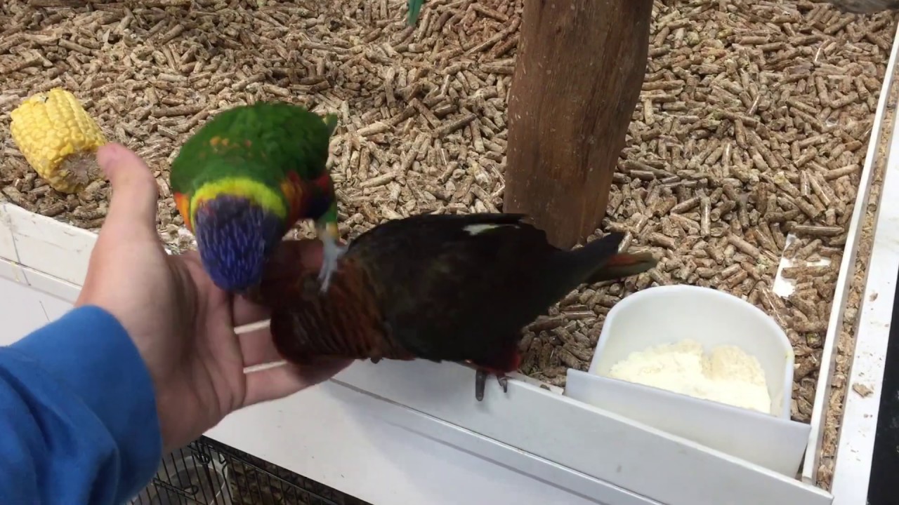 Current Hand Reared Parrots Melbourne | Victorian Bird Co May 15th ...