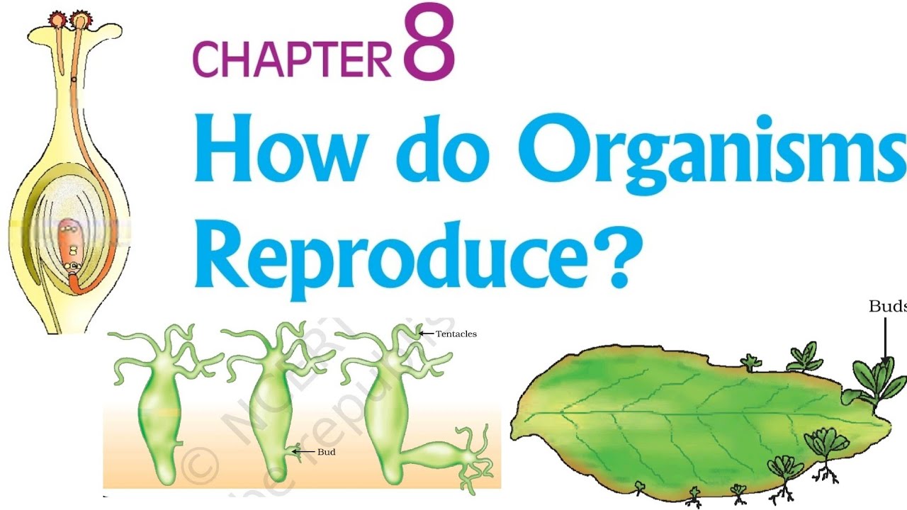 Reproduction Class 10 Chapter 8 Youtube