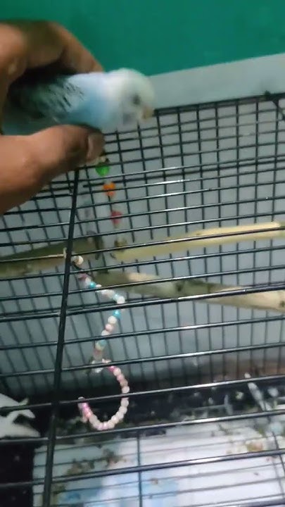 Hand training budgie bird part 3 #birds #youtubechannelgrow - YouTube