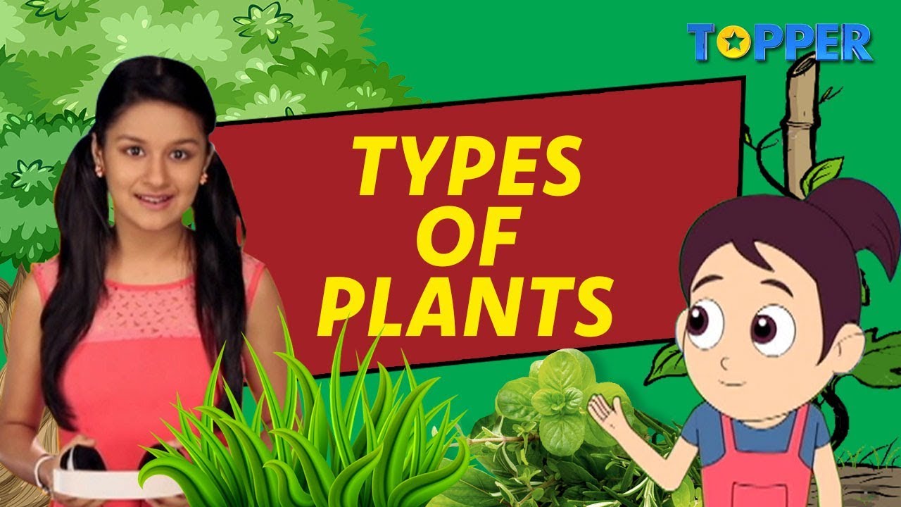 All About Plants Types And Uses Of Plants Class 1 To 5 Science all-about-plants-types-and-uses-of-plants-class-1-to-5-science