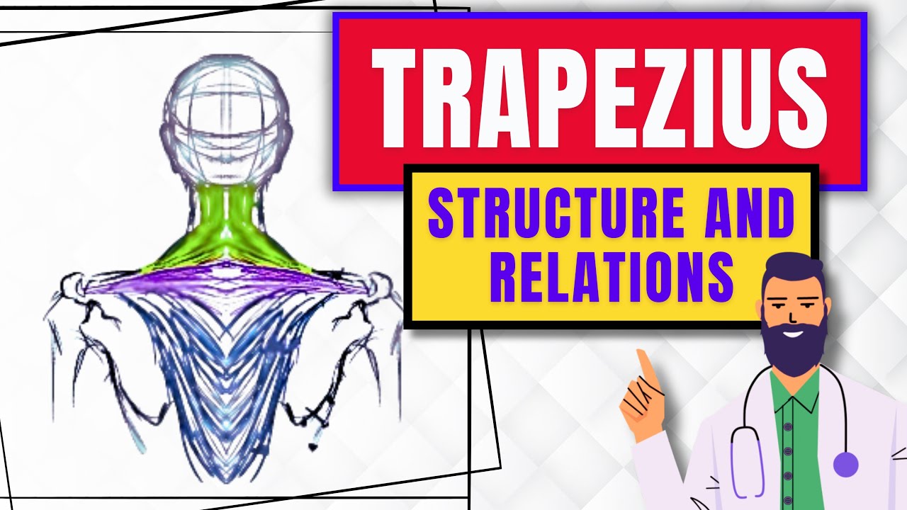 Structure And Relations Of Trapezius Muscle? - YouTube