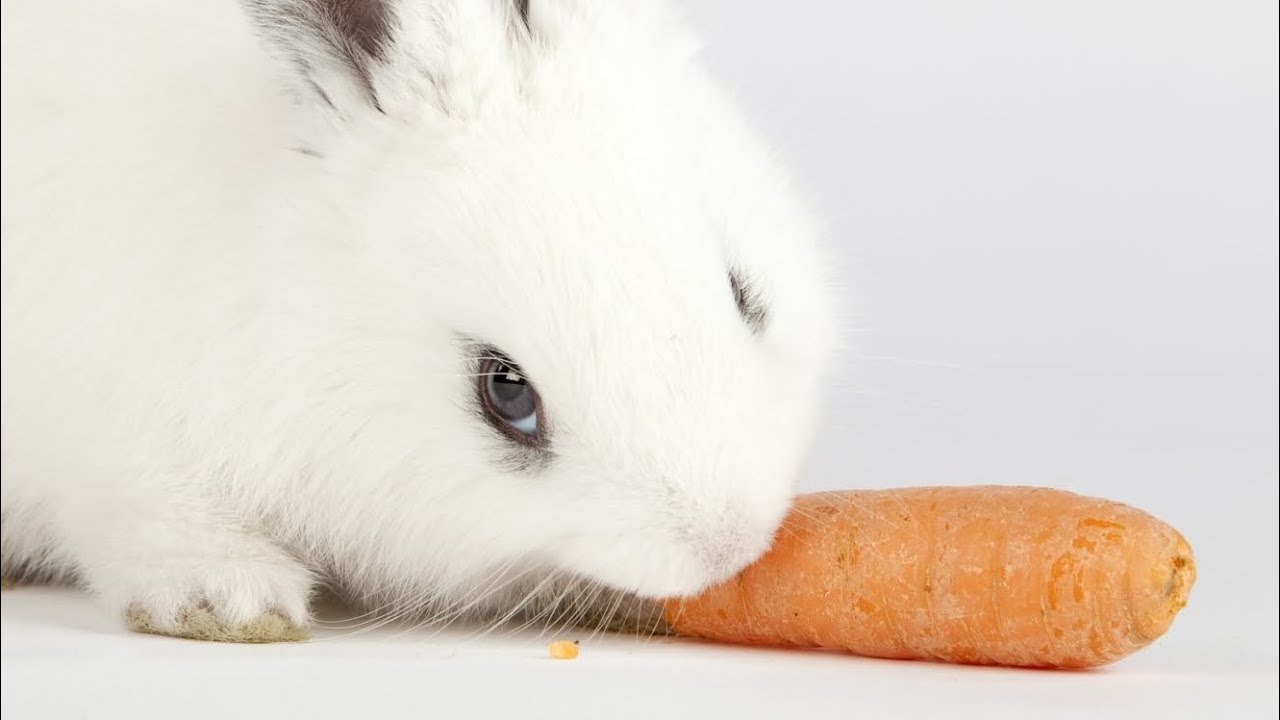 Hybird bunny finding carrot 🐇🦇🐈🥕🌳 (Test comic) - YouTube