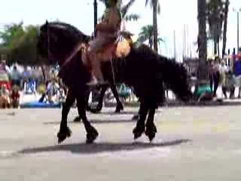 Dancing Horses - YouTube
