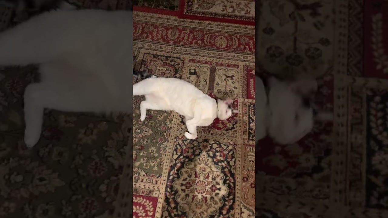 “Wiggling Baby” - YouTube