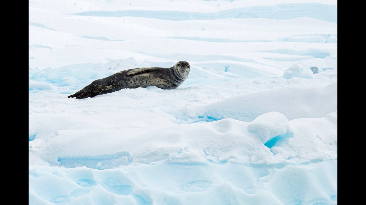 Our Antarctic Adventure #:3 Borgeon Bay & Damoy Point, February 17 ...