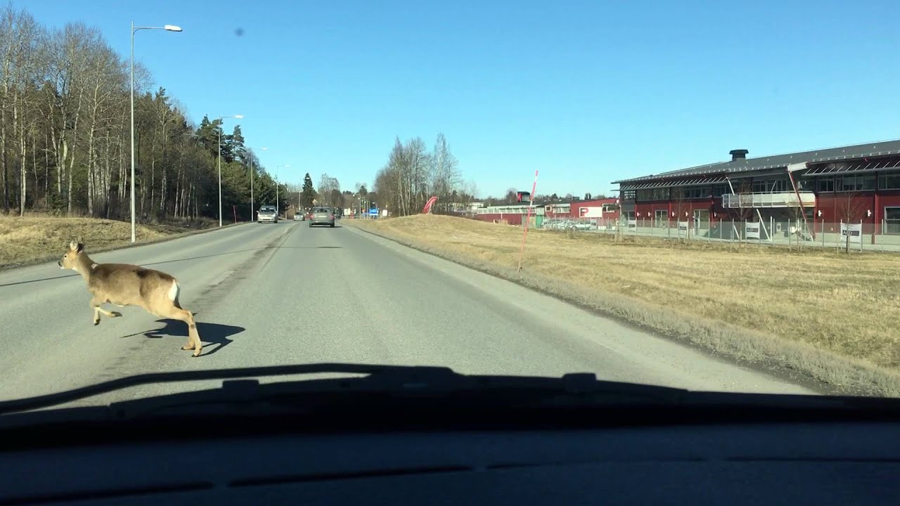 I almost hit a deer - YouTube