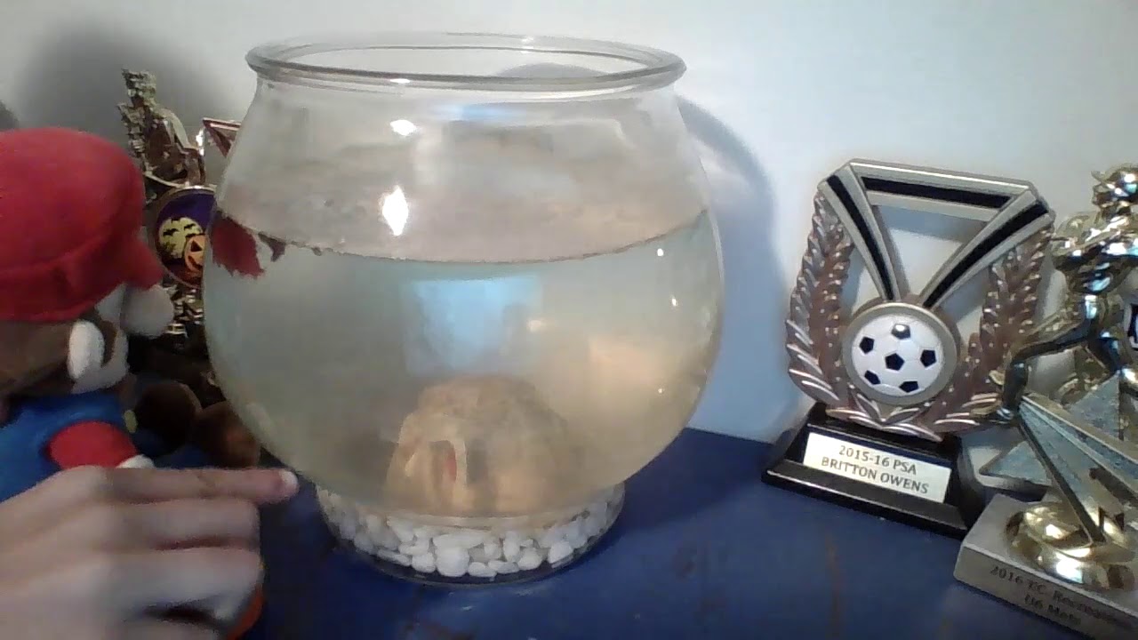 smb movie: mario's fish - YouTube