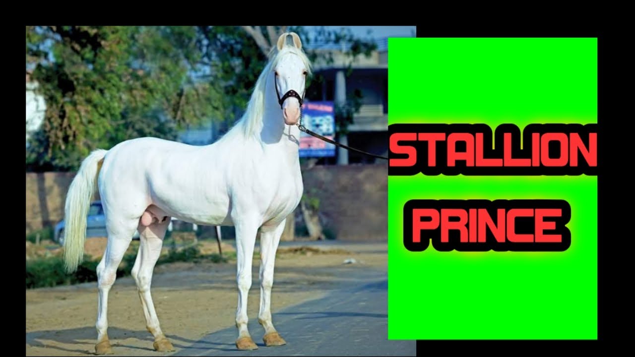 Beautiful White Horse | Nukra stallion Prince Dod | Albino horse - YouTube