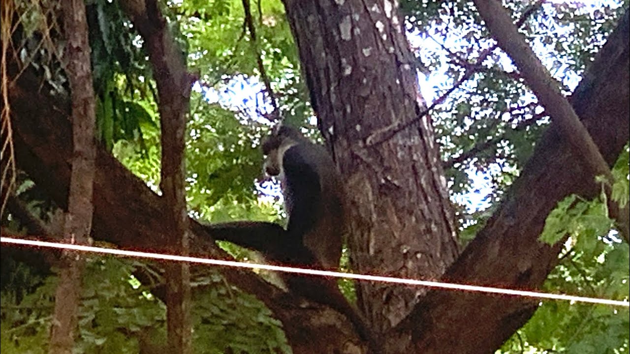 Raymond showing Kathy the monkey outside of his home. - YouTube