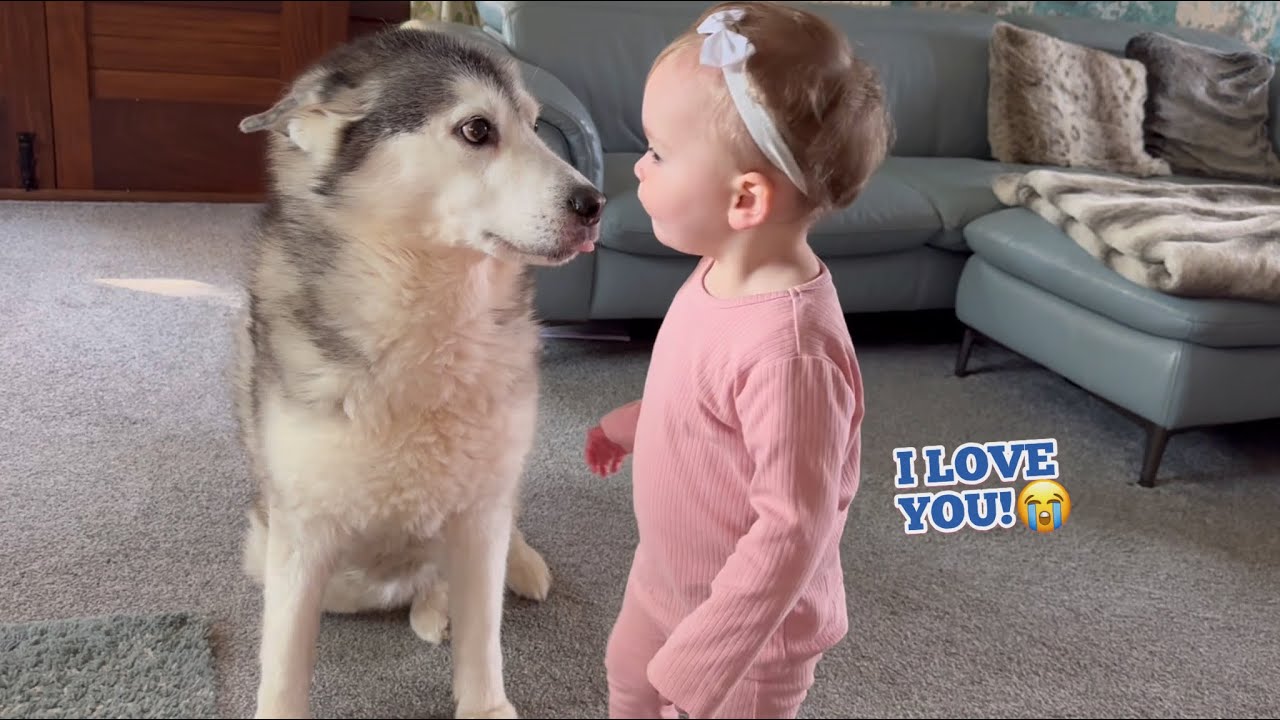 Adorable Baby Conversations Between Our Baby & Husky Is The Cutest ...