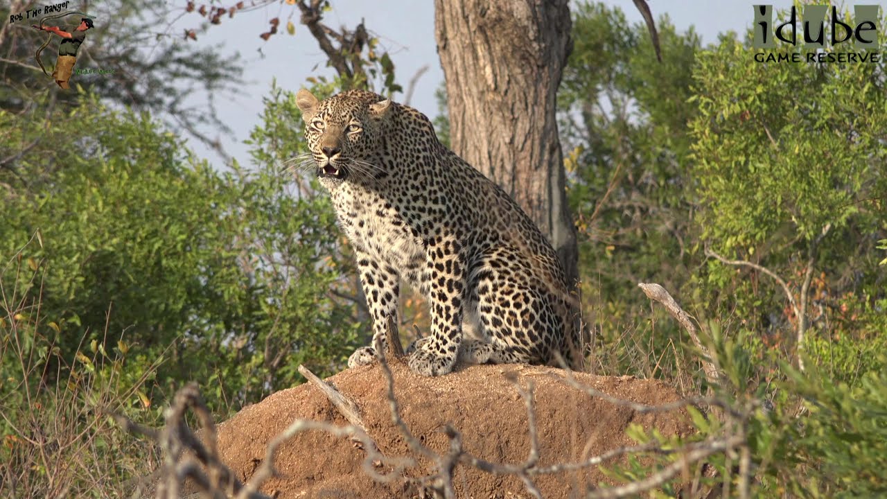 Scotia Female Leopard Roars On A Fallen Tree - YouTube