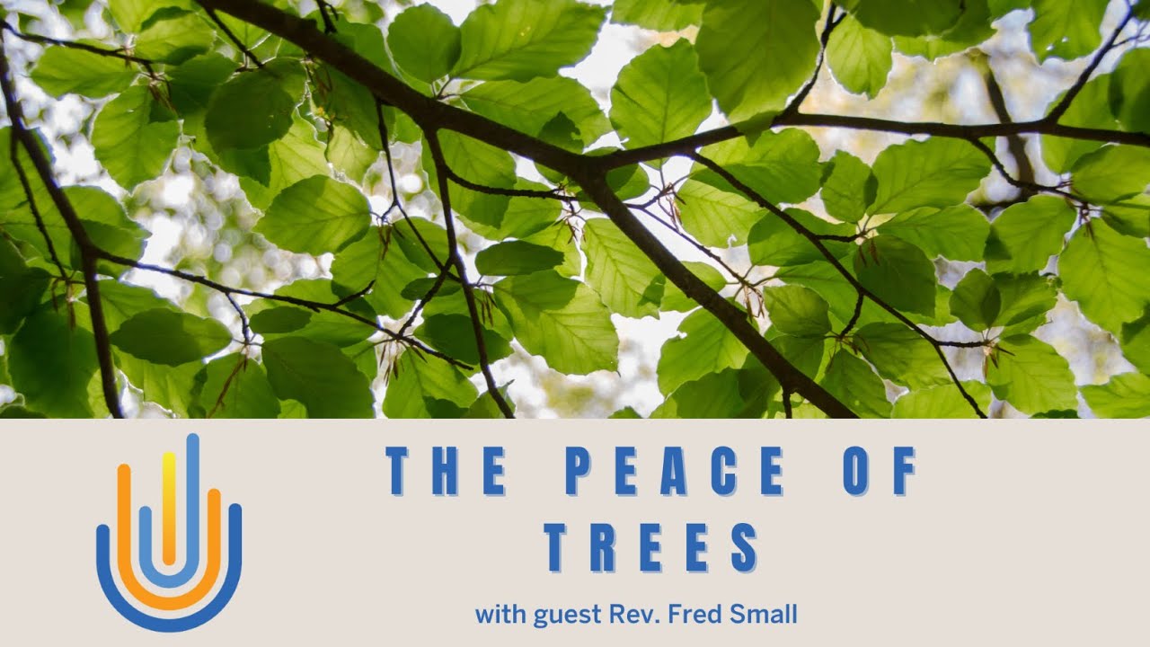 The Peace of Trees - YouTube