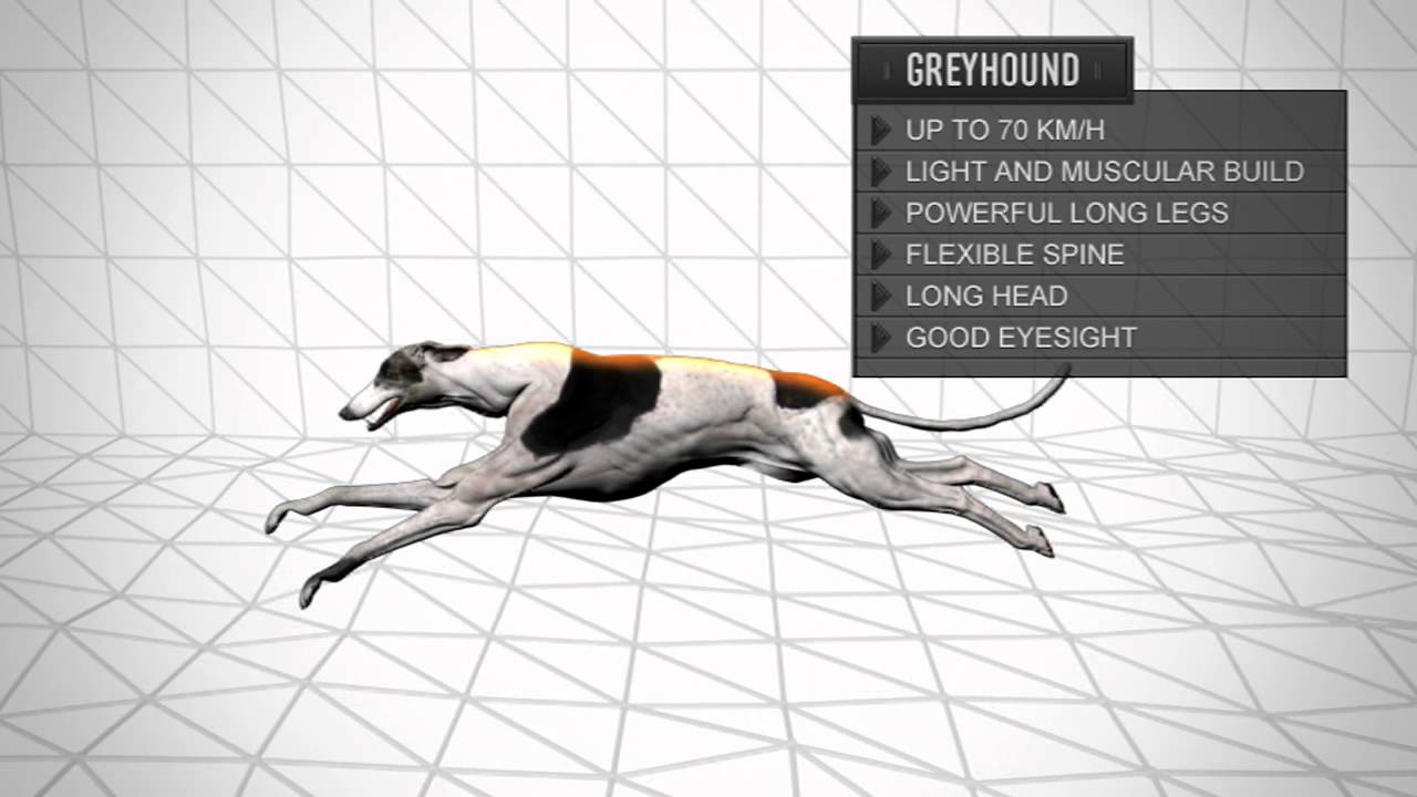Some amazing characteristics of the Greyhound dog breed - YouTube