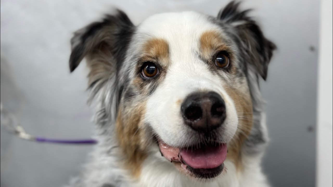 Adorable Australian Shepherd Grooming - YouTube