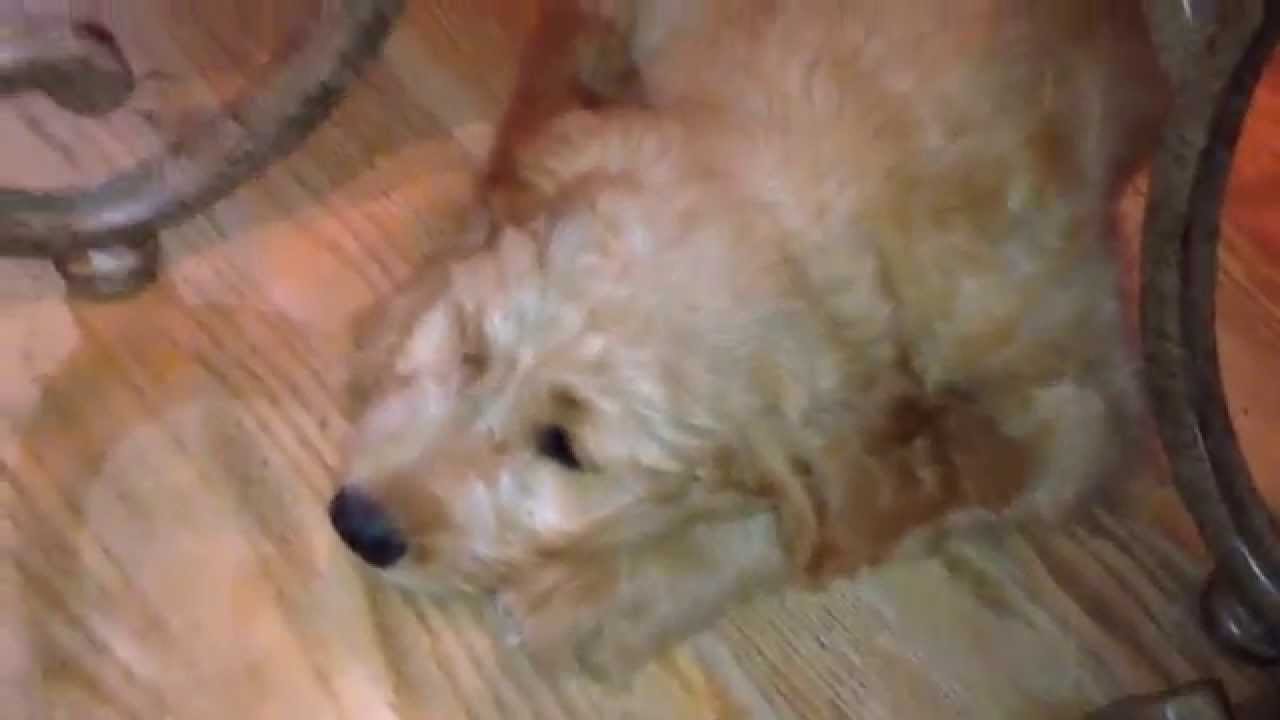 Isolation training Goldendoodles puppies - YouTube