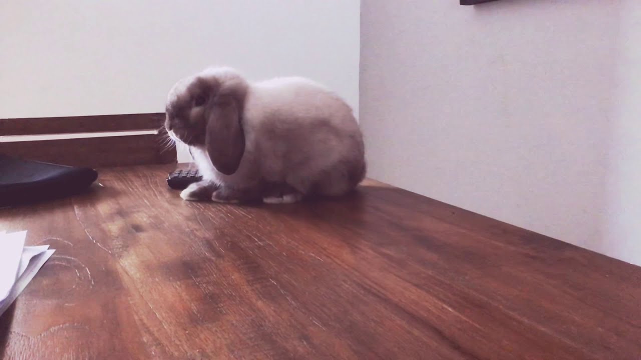 The red rabbit - YouTube