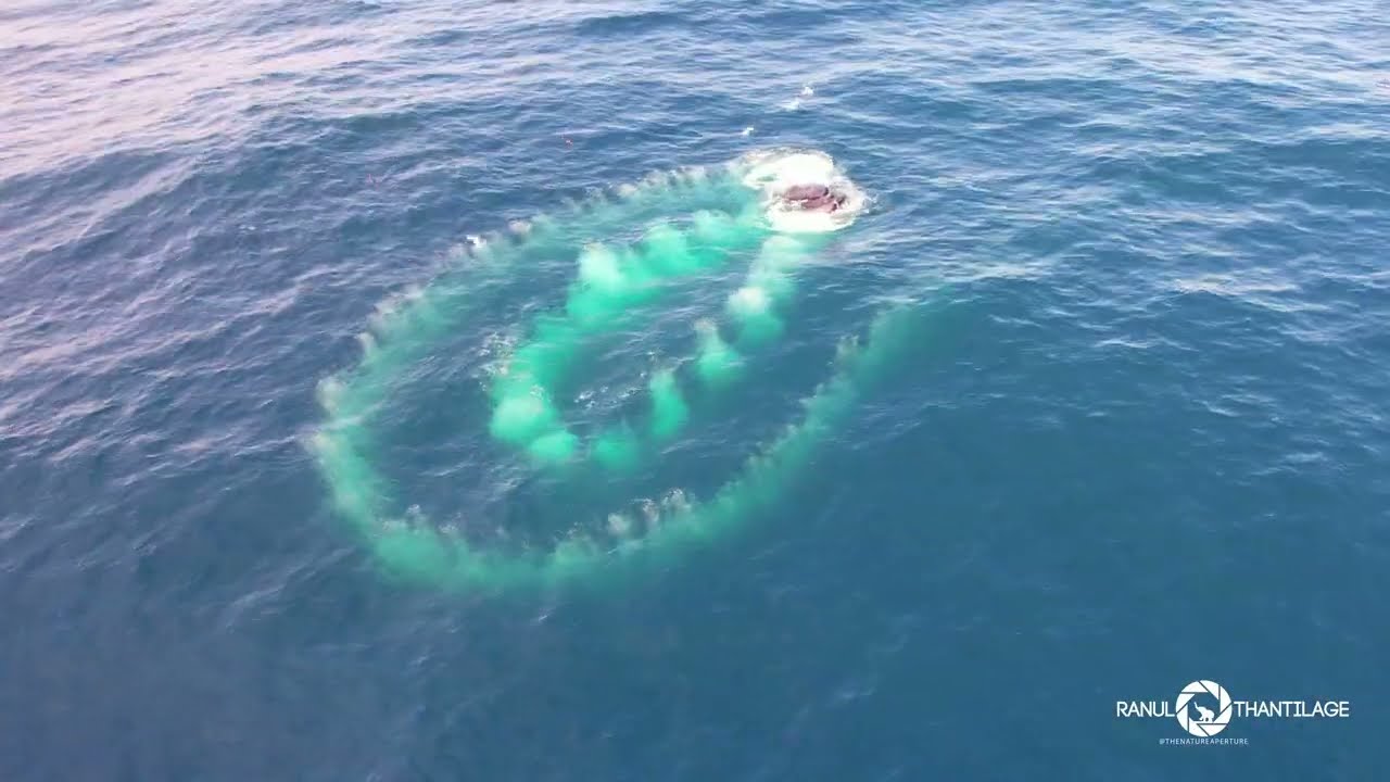 Towards the Wild Atlantic | A Bird's Eye View of Ocean Giants - YouTube