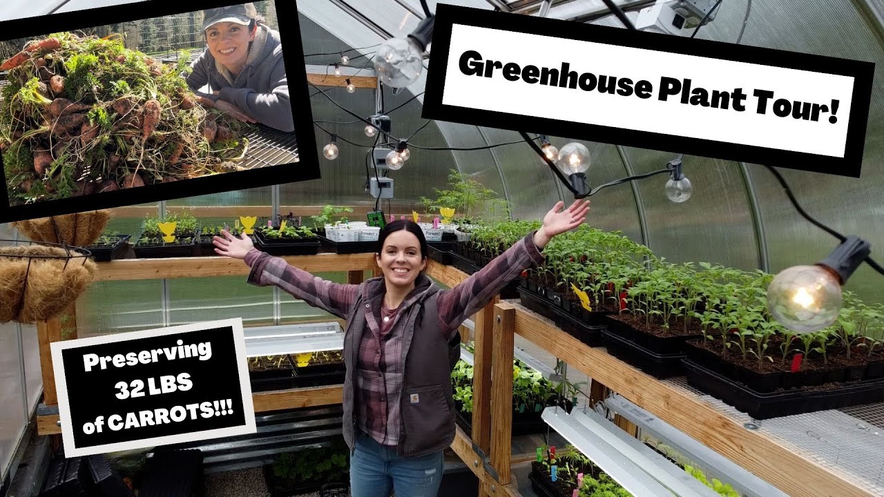 HUGE Carrot Preservation! Up Potting HUNDREDS of Plants! GREENHOUSE ...