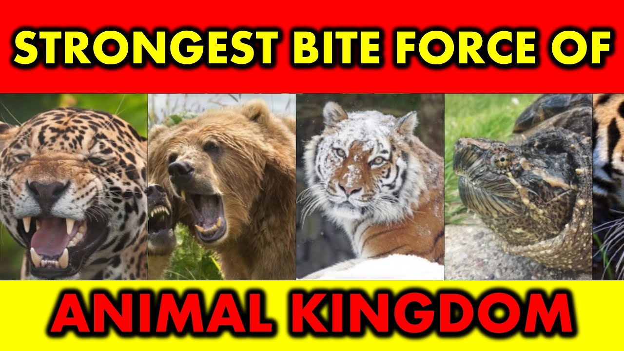 Strongest Bite Force of Animal Kingdom | Animal Bite Force | Data Is ...