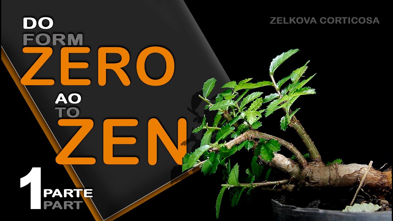 Do Zero ao Zen parte 1: Bonsai SP - YouTube