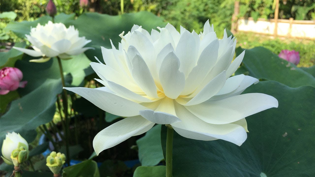 White mini lotus, beautiful and fragrant mini lotus | grow mini lotus ...