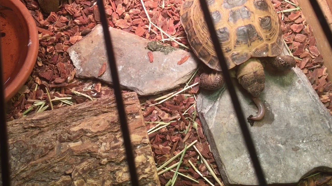 Russian tortoise eats a worm!? - YouTube