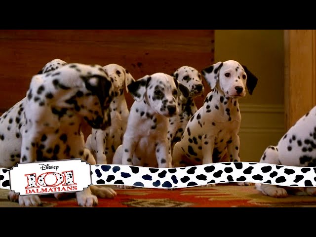 101 Dalmatians 15 Puppies