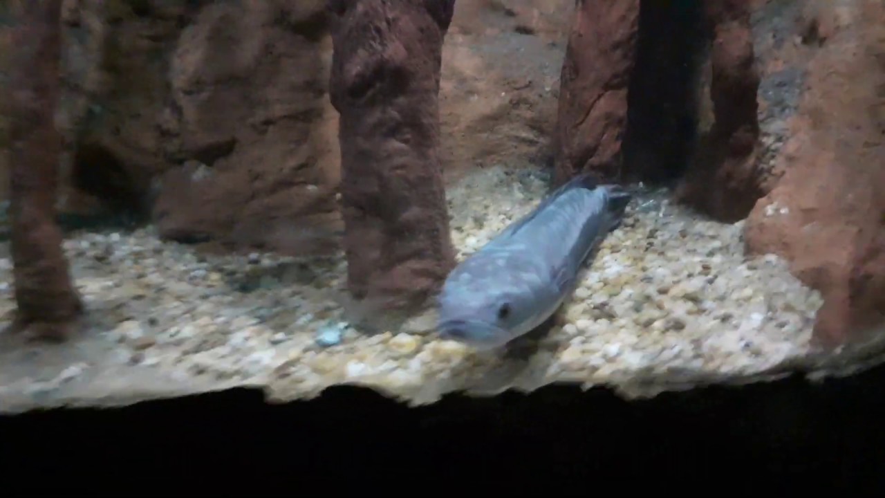 long snake head fish - YouTube