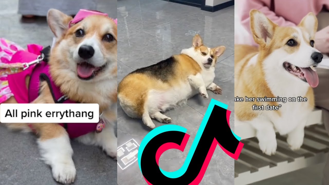 Funny Corgis on TikTok - completion Video - YouTube