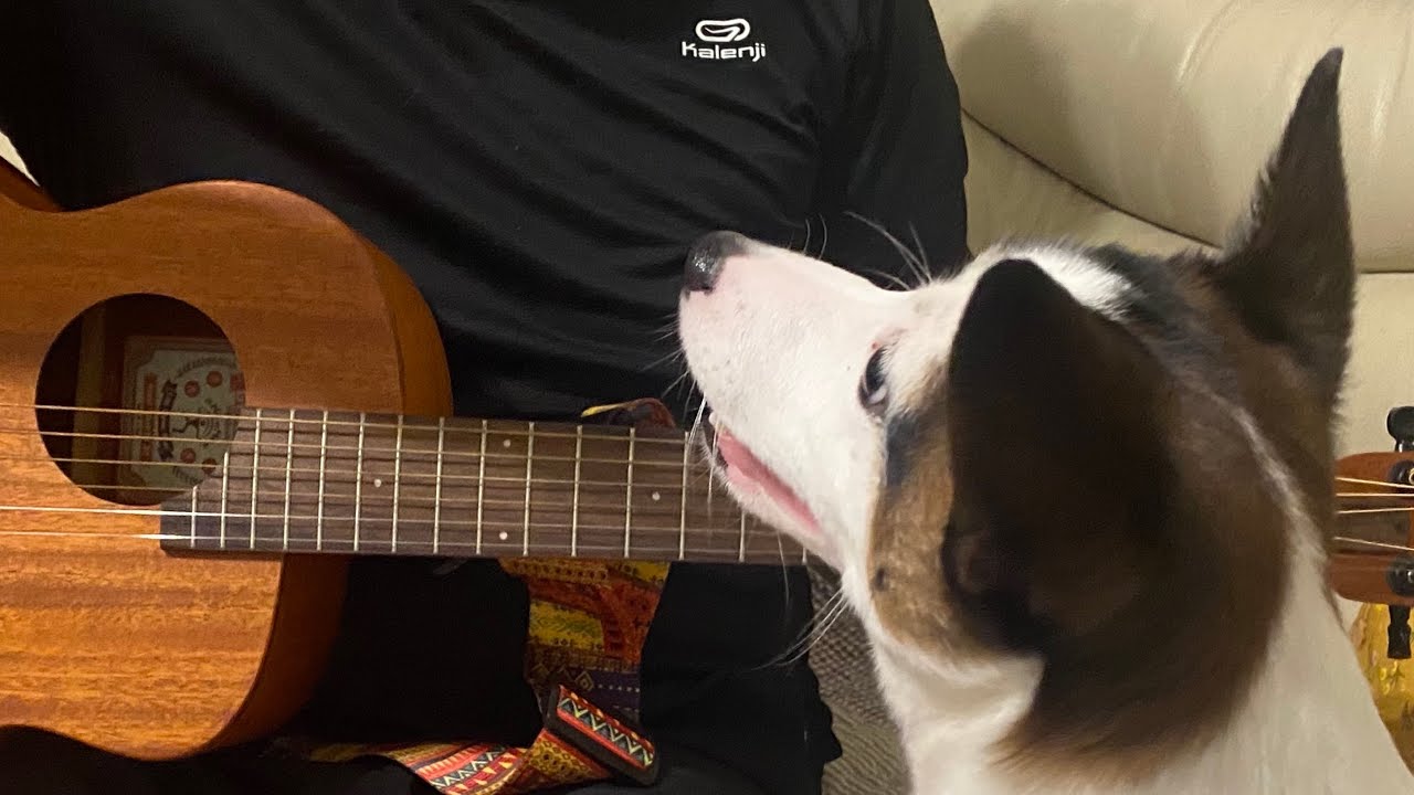 PERFECT(Ed Sheeran Cover) with my perfect dog - YouTube