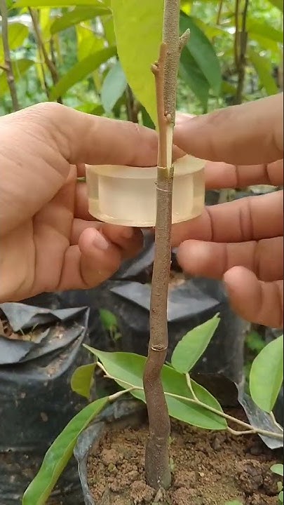 Cara Mudah sambung pucuk durian bawor - YouTube