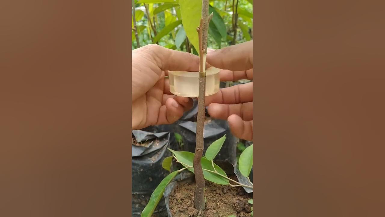Cara Mudah sambung pucuk durian bawor - YouTube