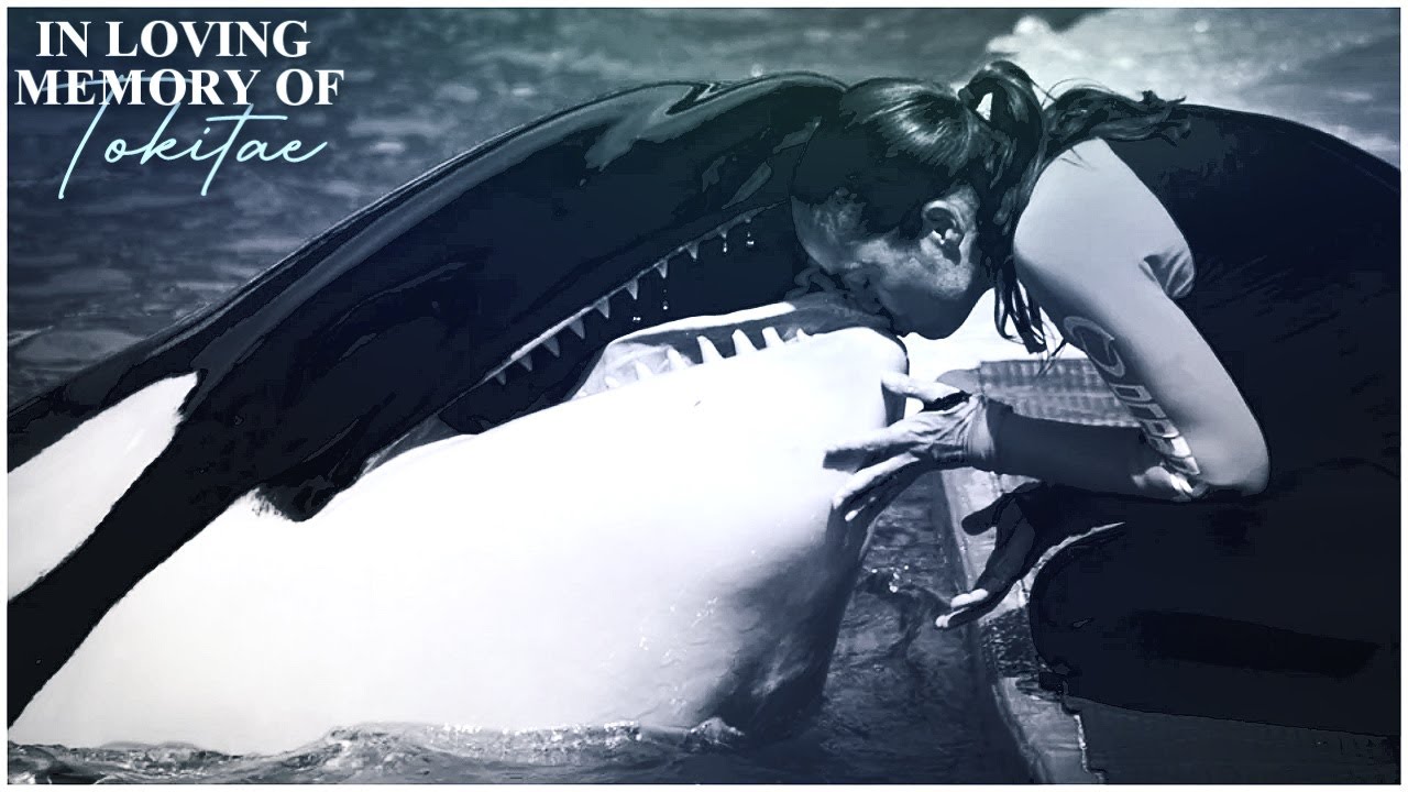 [In Loving Memory of Tokitae] - YouTube