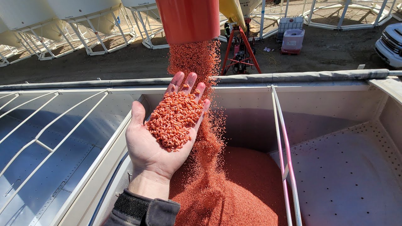 Treating seed & why we do it! - YouTube