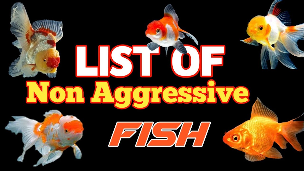 # Non aggressive fish for fish tank # gold fish tank mate - YouTube
