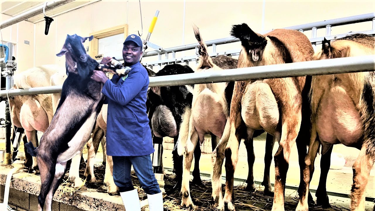 Biggest Dairy Goat farm on Smallest Space - YouTube